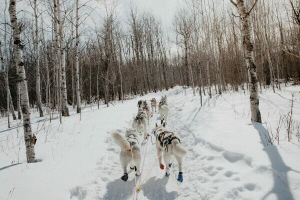 Harness Adventure Mushing Co. – Bonjour Manitoba