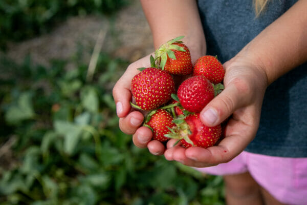 Prairie Berry – Bonjour Manitoba